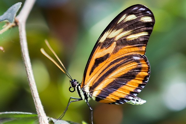 Visit Butterfly Wonderland Indoor Butterfly Conservatory